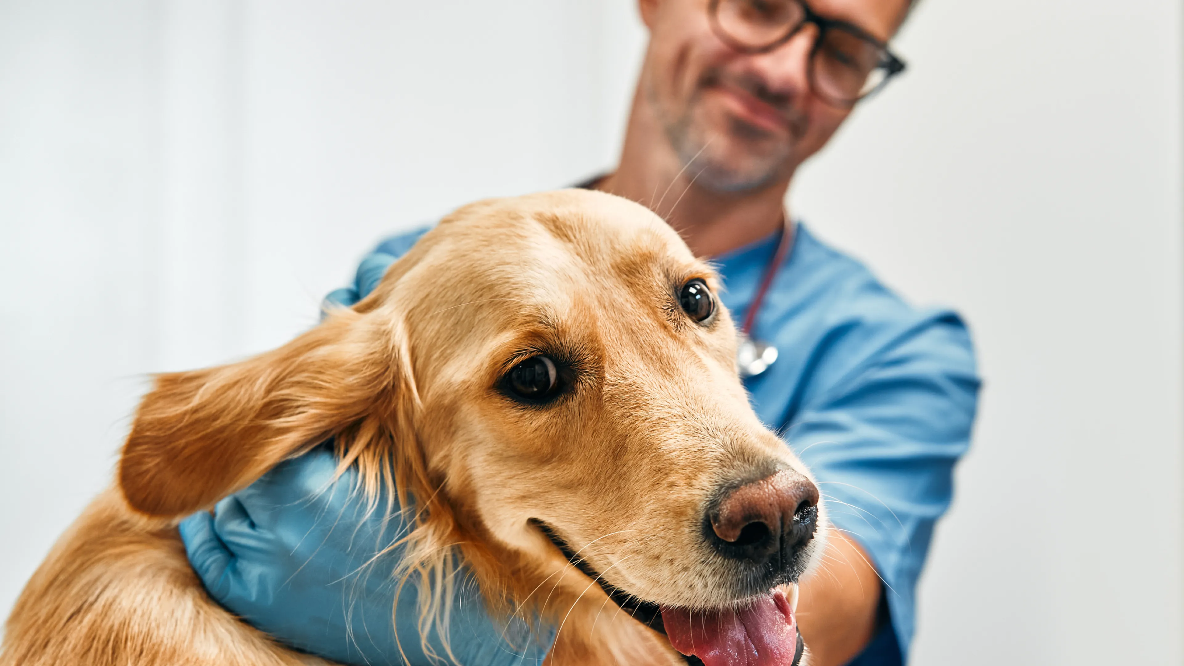 The Vital but Stressful Role of Veterinarians | Boehringer Ingelheim