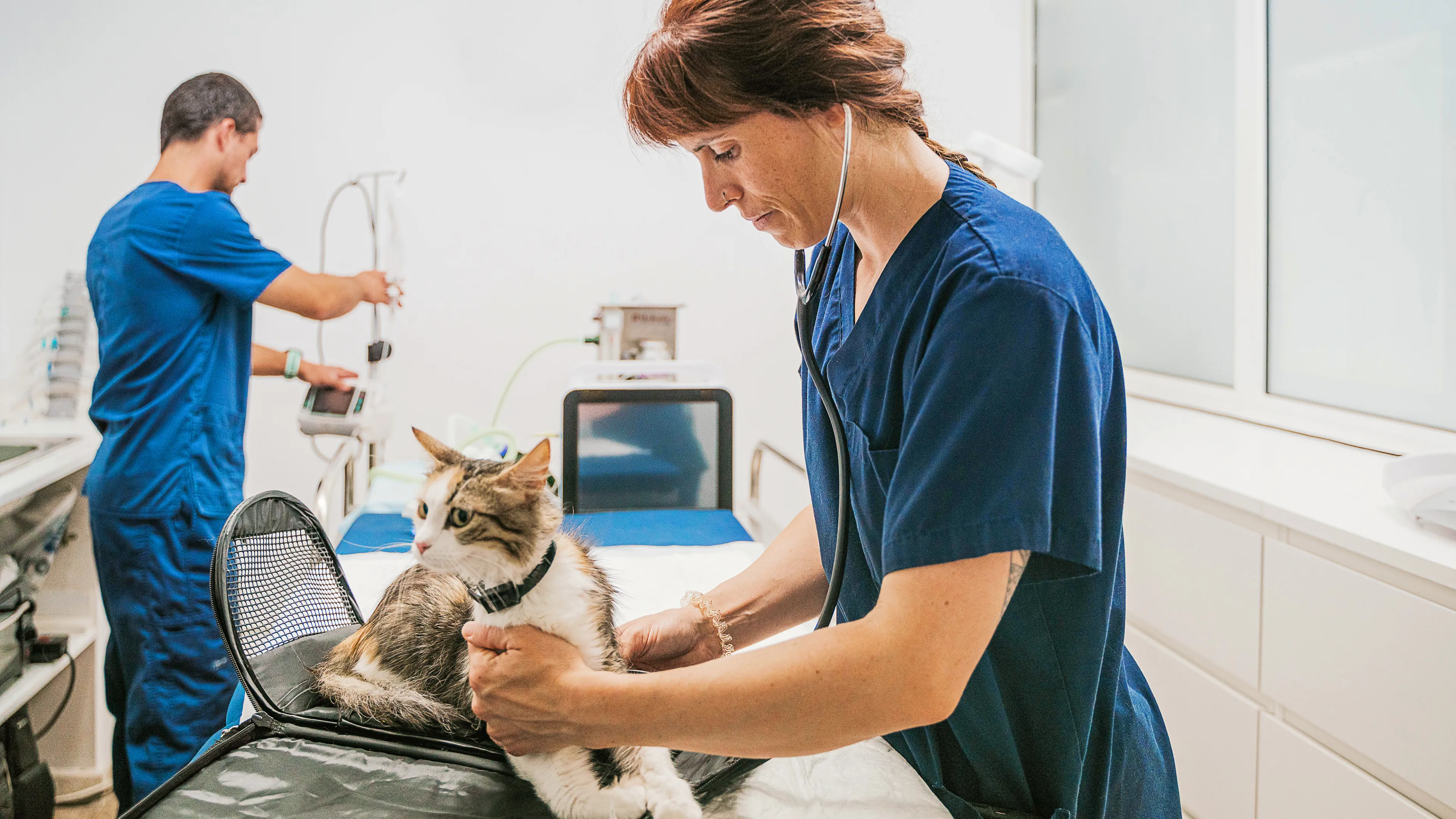 The Vital but Stressful Role of Veterinarians | Boehringer Ingelheim