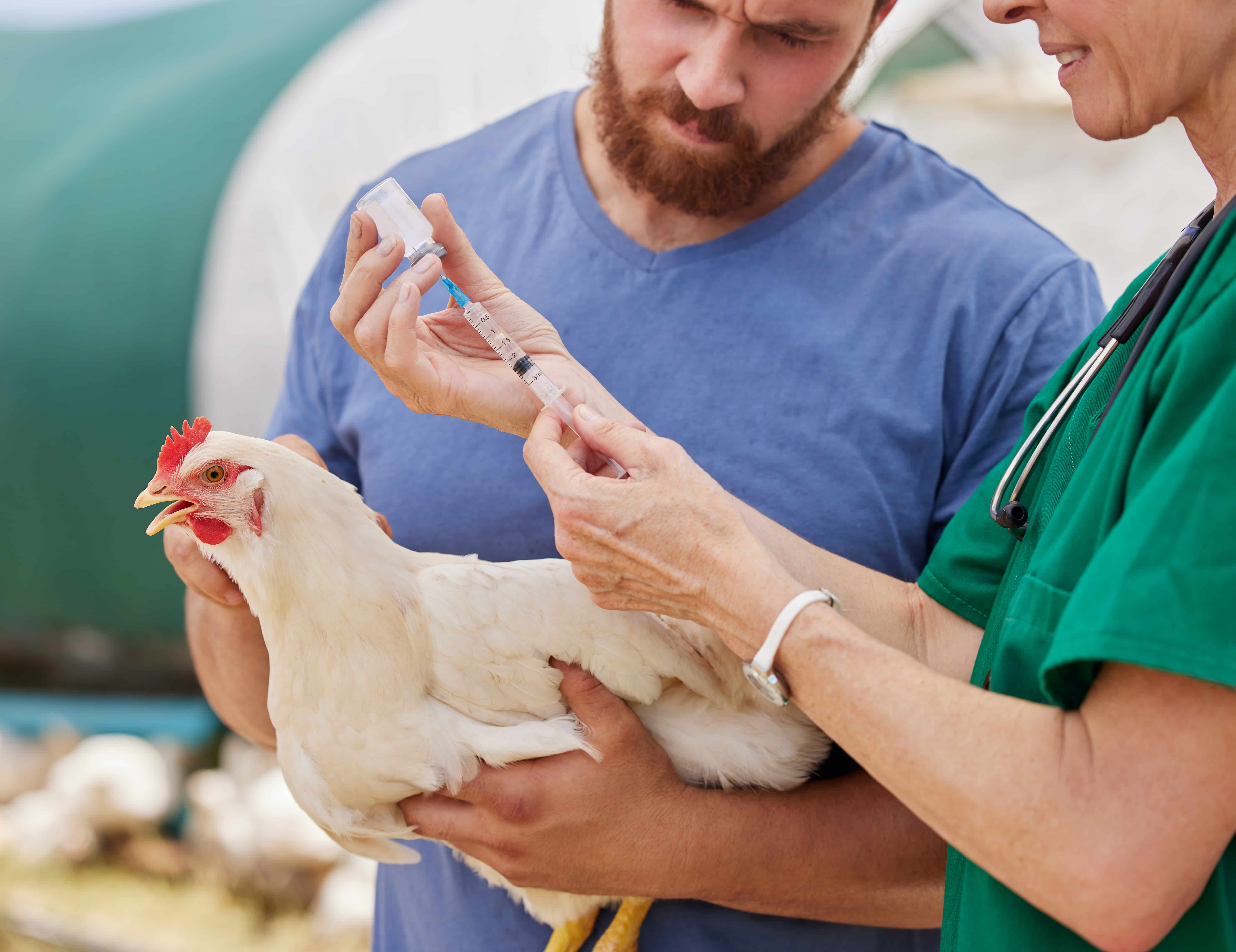 Supporting Animal Health & Well-Being | Impact Report