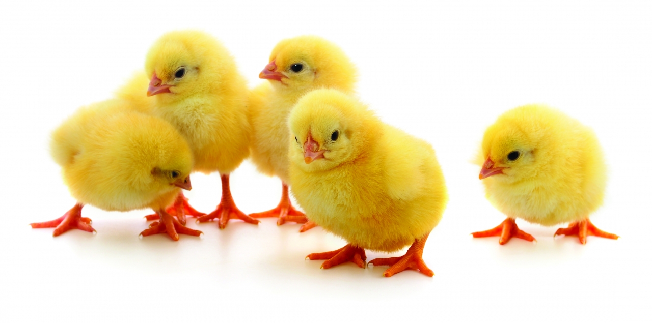 Poultry | Boehringer Ingelheim