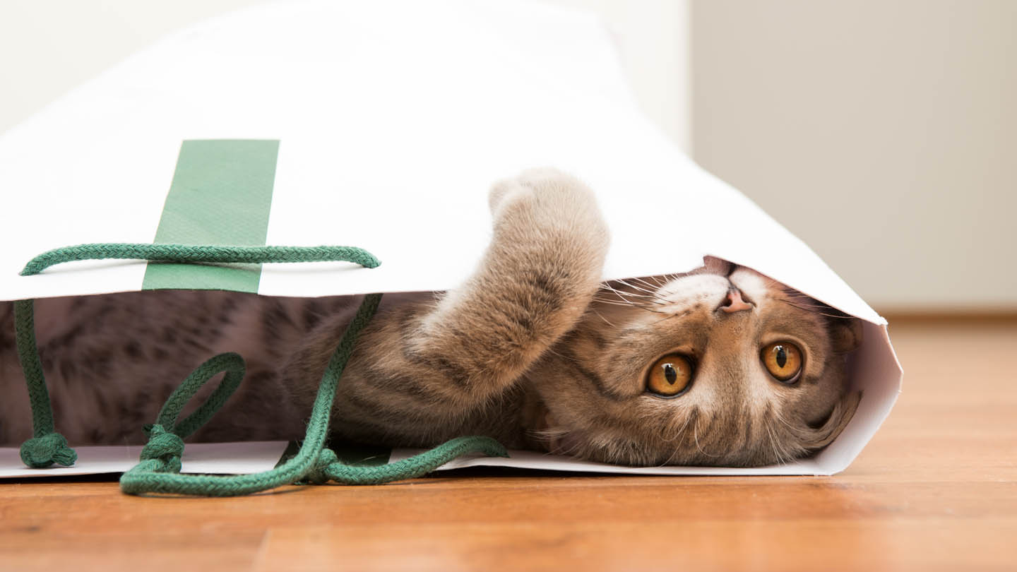 SEMINTRA 4mg/ml oral solution cats chronic kidney disease hypertension ...