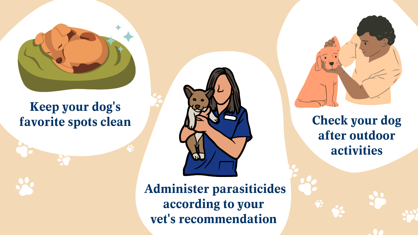 Dog parasites: What you should know | Boehringer Ingelheim IN