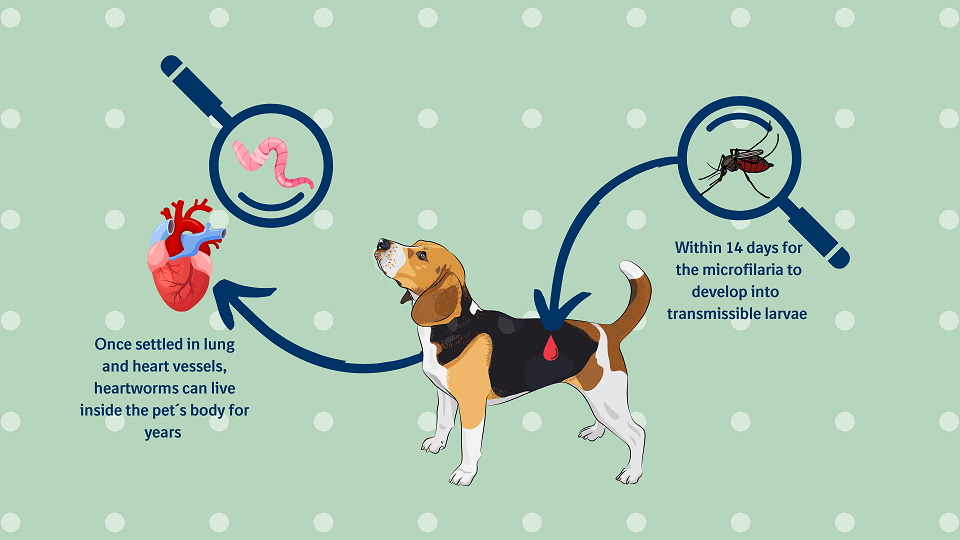 Five facts everyone should know about heartworms | Boehringer Ingelheim