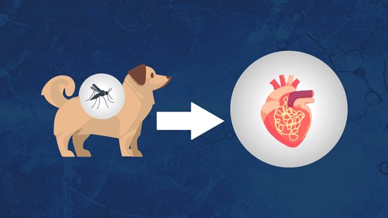 Animal Health Innovation | Boehringer Ingelheim