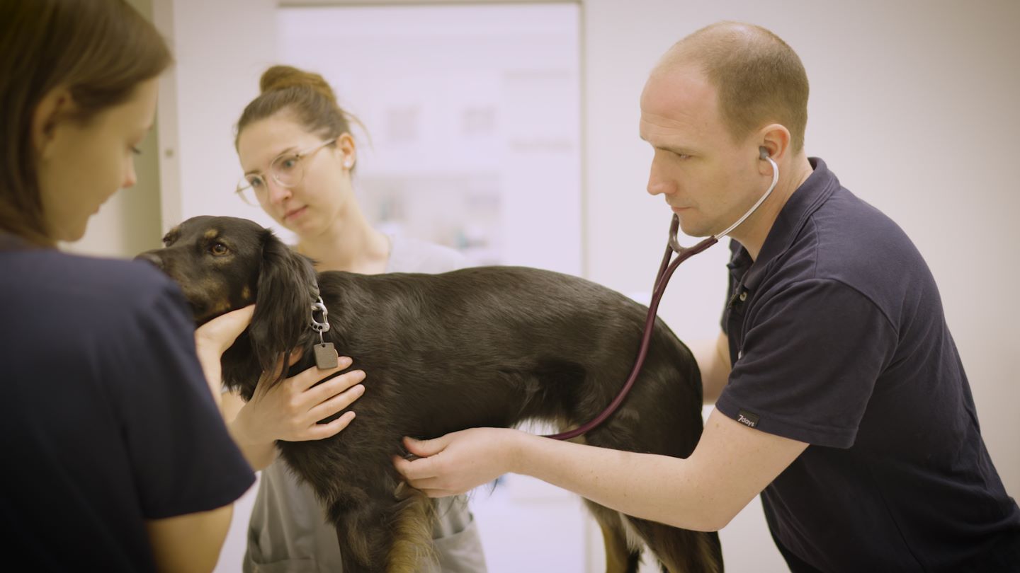 World Veterinary Day aspects veterinary profession | Boehringer Ingelheim