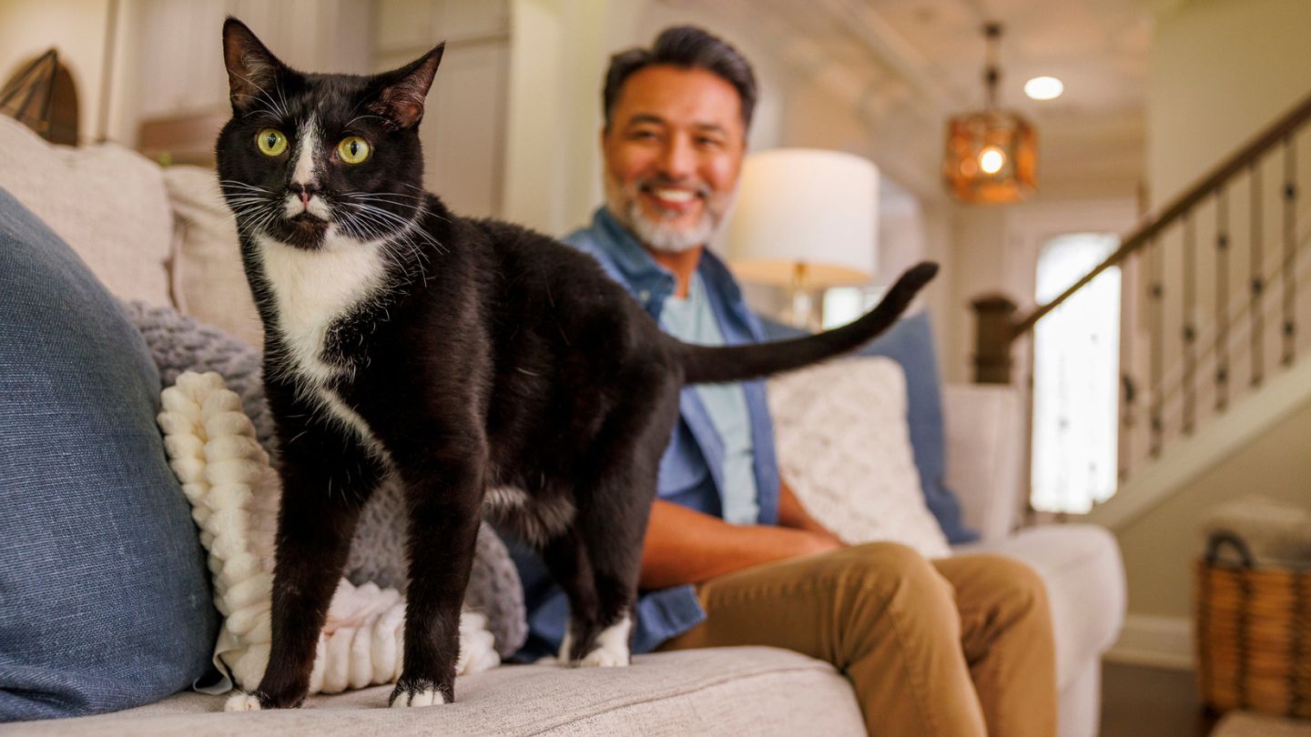cat feline diabetes medication treatment eu approval | Boehringer Ingelheim