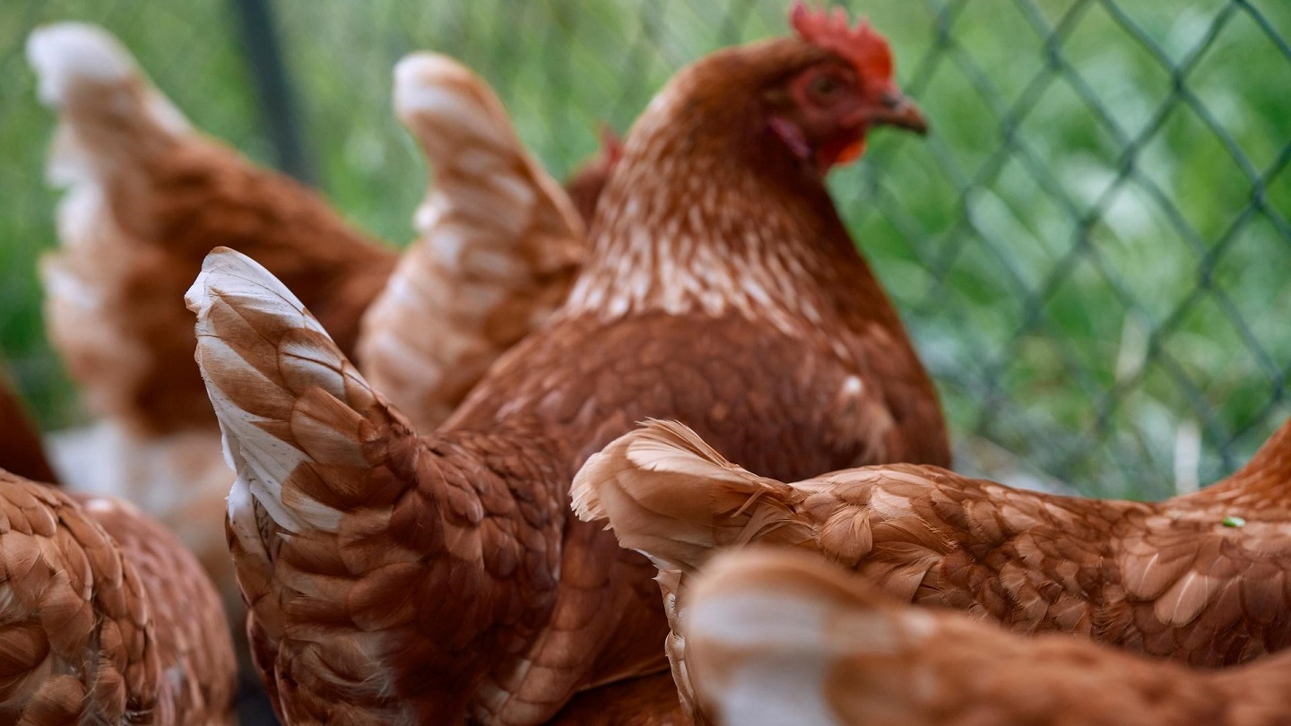 Avian influenza prevention at the source | Boehringer Ingelheim