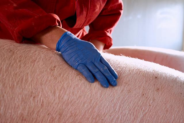 Porcs | Boehringer Ingelheim