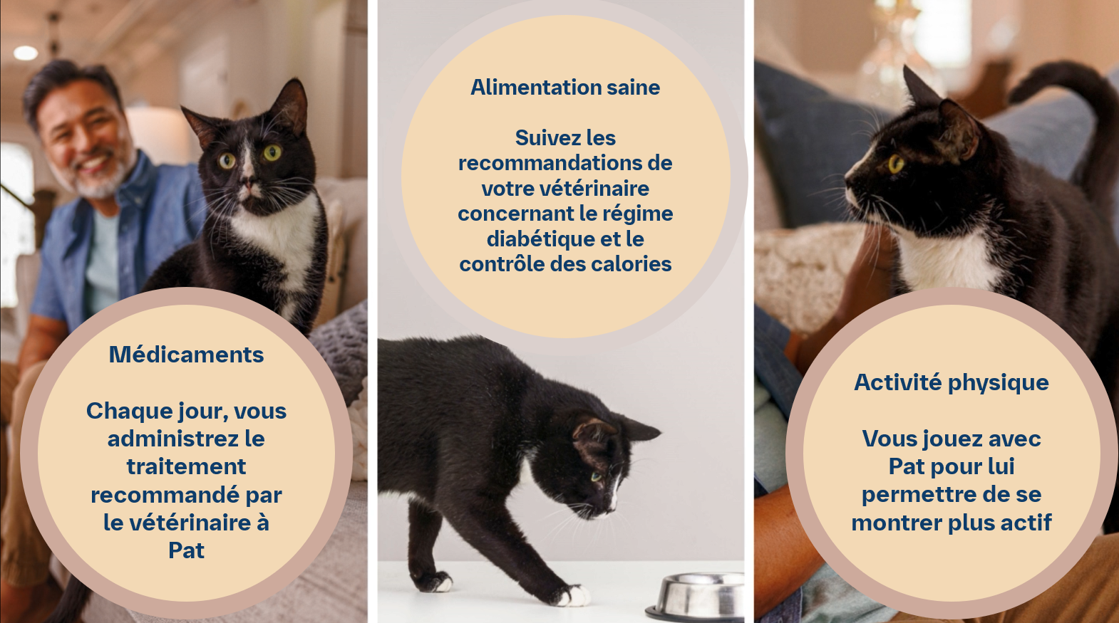 Diabète chez le chat : comment le détecter et le traiter | Boehringer ...