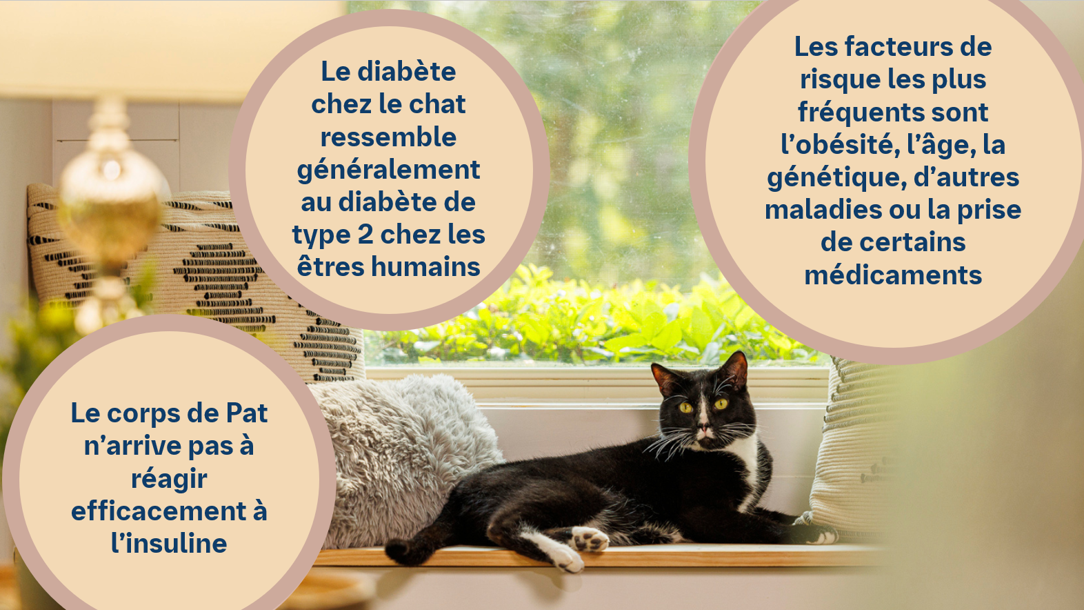 Diabète chez le chat : comment le détecter et le traiter | Boehringer ...