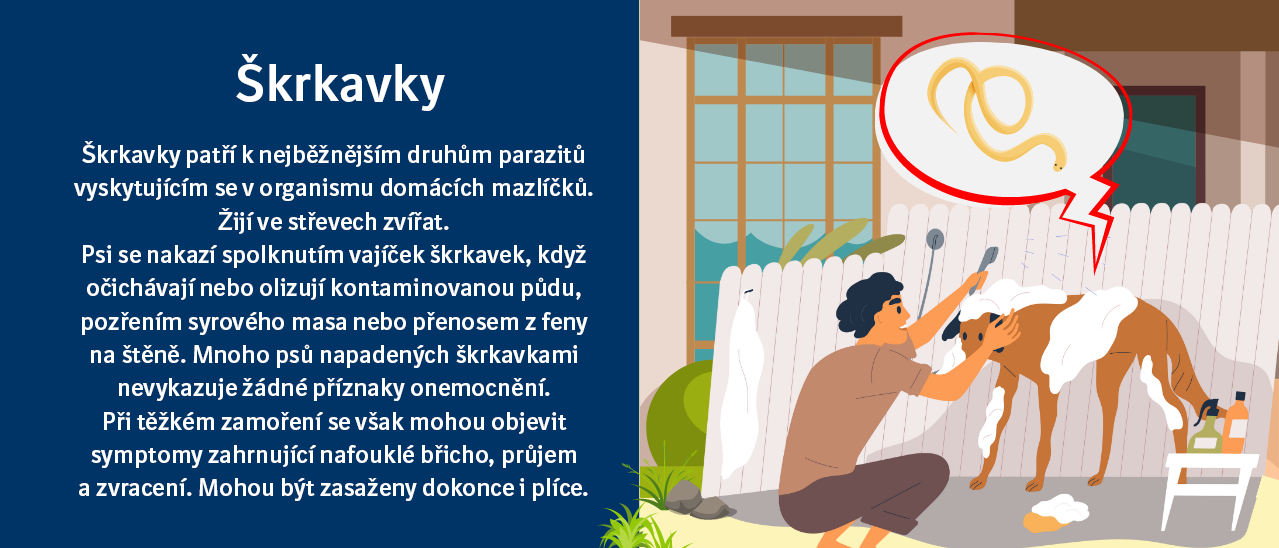 Parazité u psů: Co je dobré vědět | Boehringer Ingelheim CZ