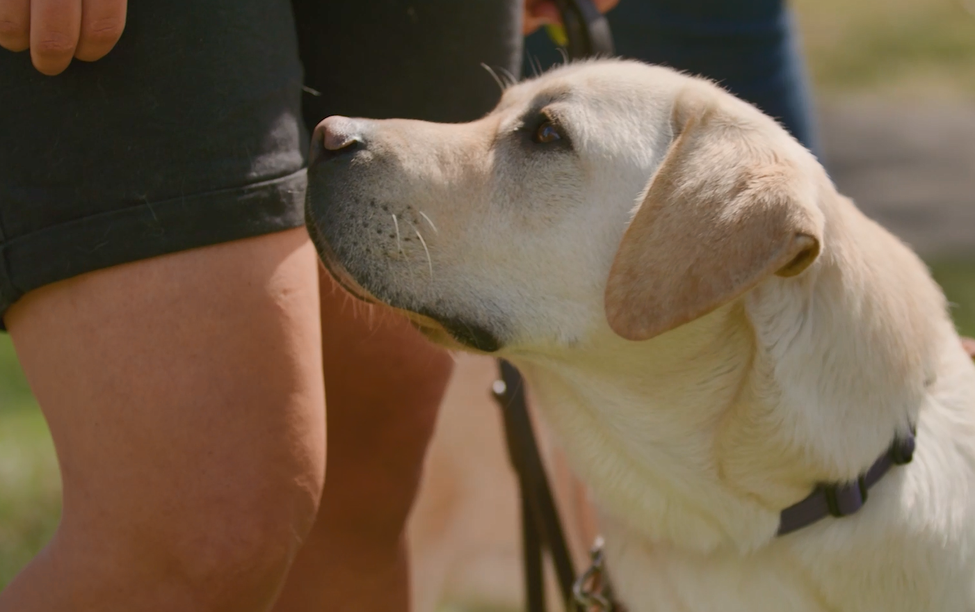 Empowering independence with Guide Dogs | Boehringer Ingelheim