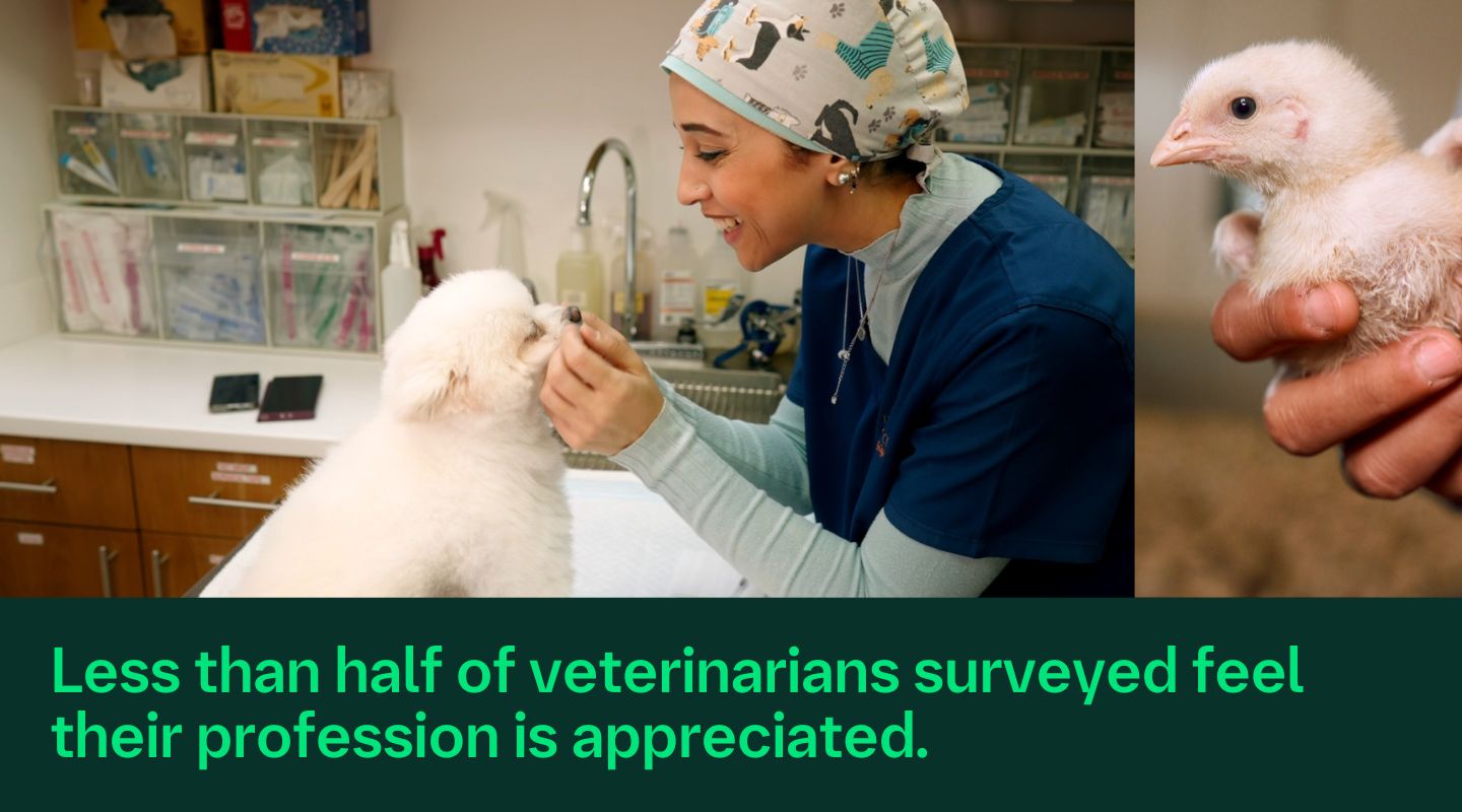 Veterinarians go beyond: animal care and veterinary medicine ...