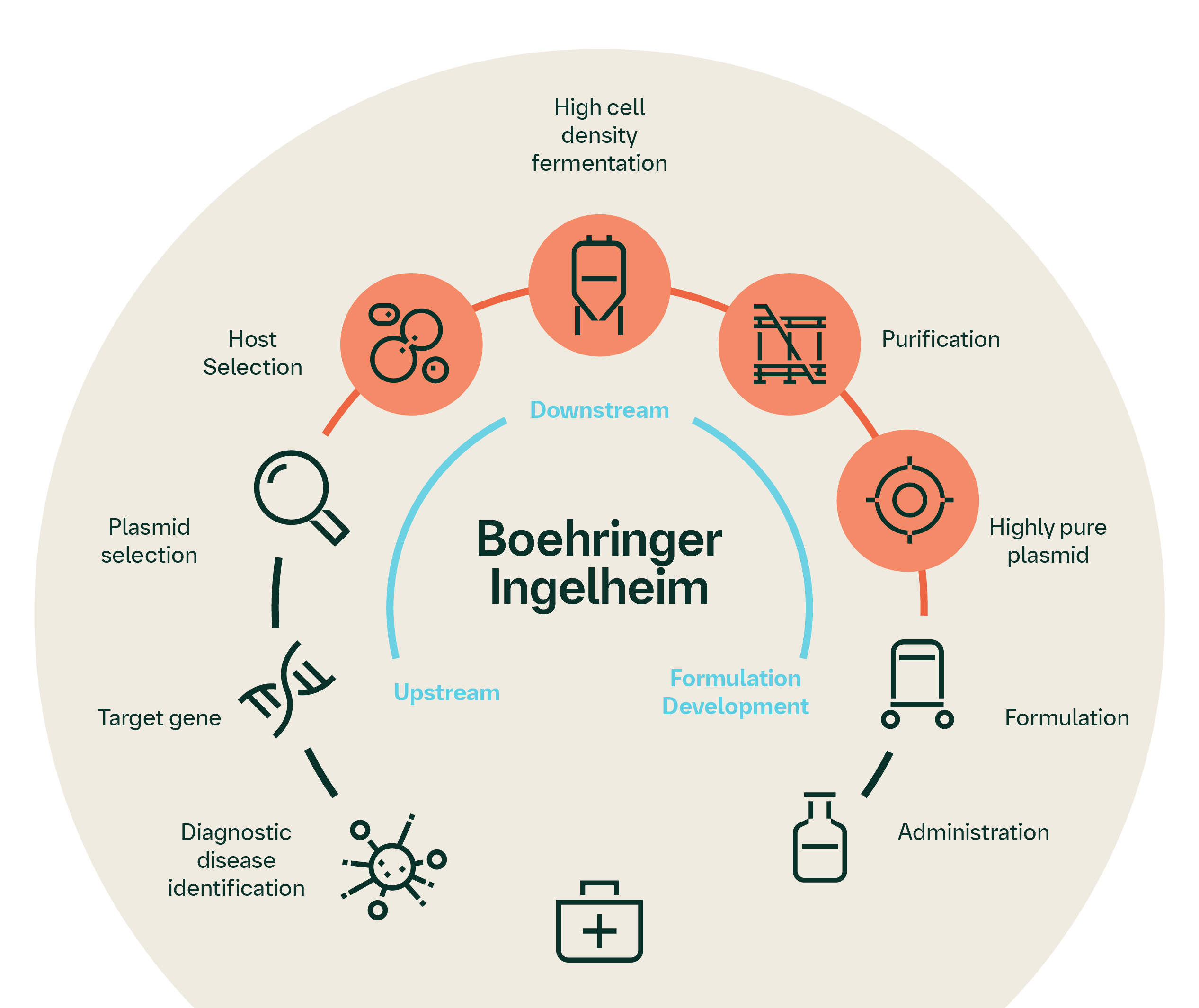 Plasmid DNA production | BioXcellence | Boehringer Ingelheim