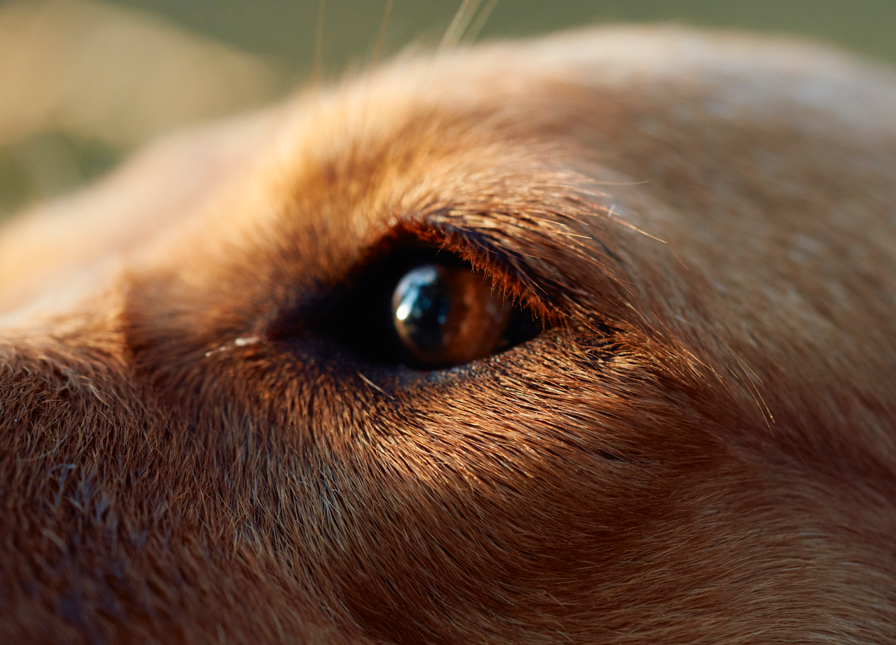 8 choses à savoir sur la rage | Boehringer Ingelheim