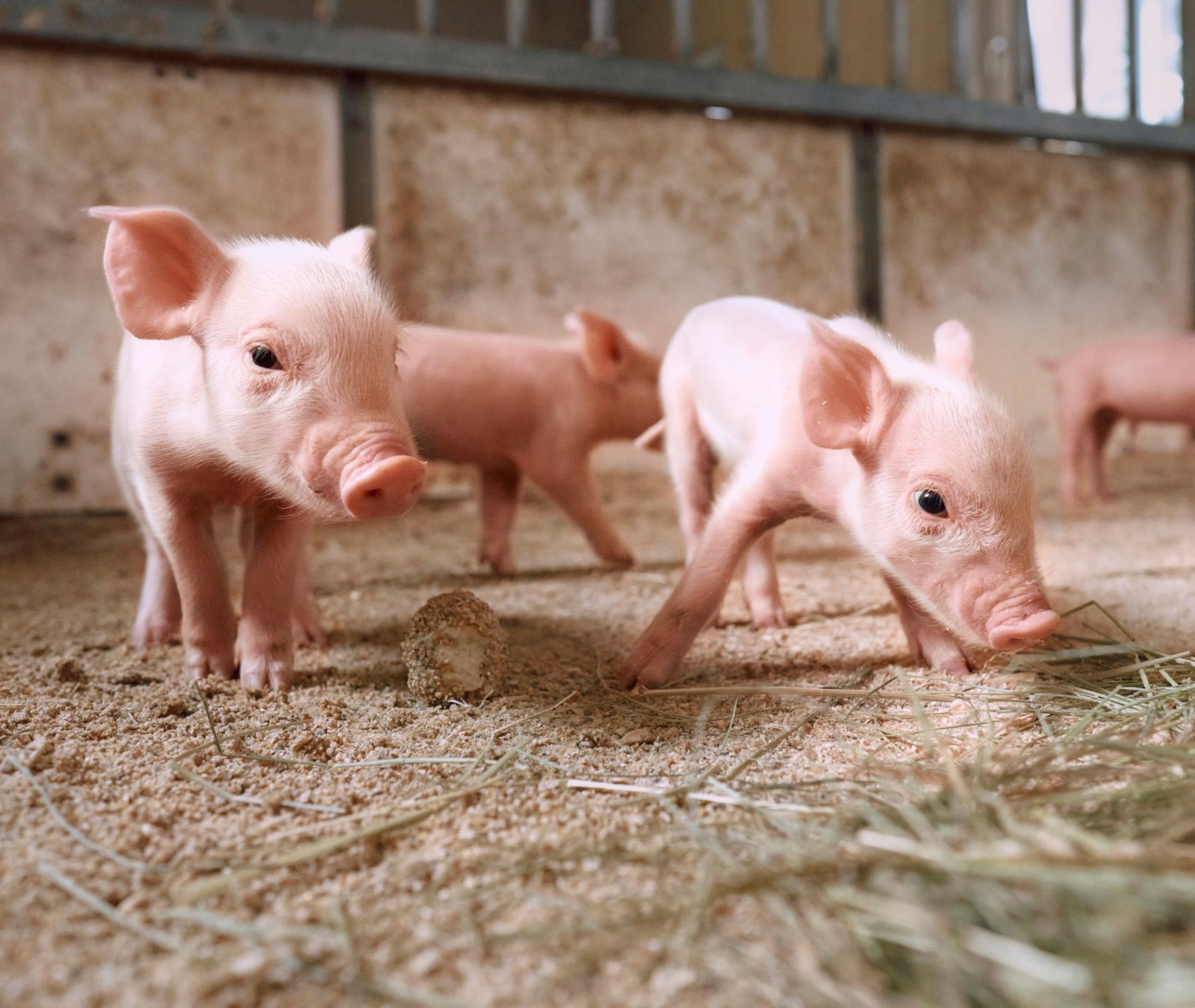 Soundtalks | Boehringer Ingelheim IT