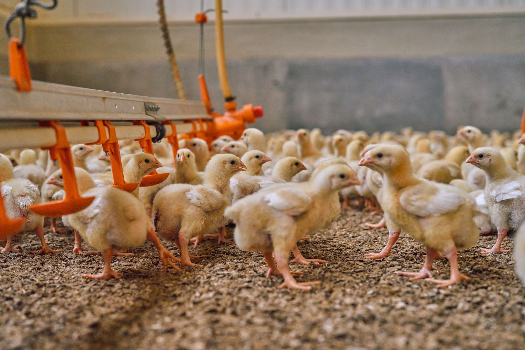 Bird flu again. What’s different now?