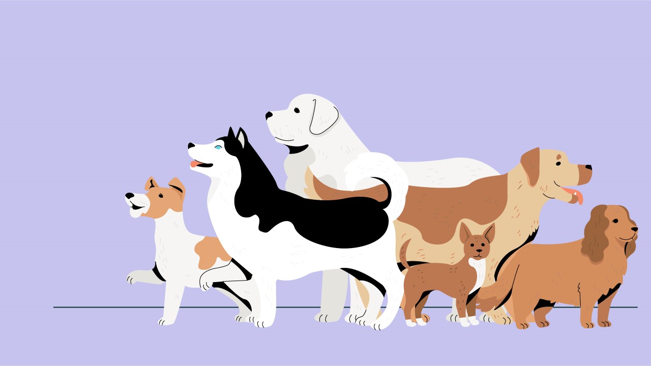 Las distintas etapas de la vida de tu perro. | Boehringer Ingelheim