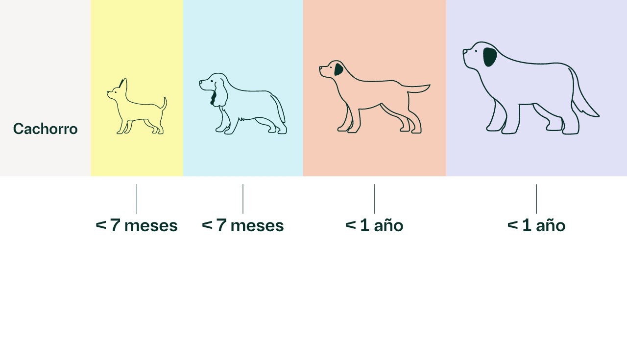 Las distintas etapas de la vida de tu perro. | Boehringer Ingelheim