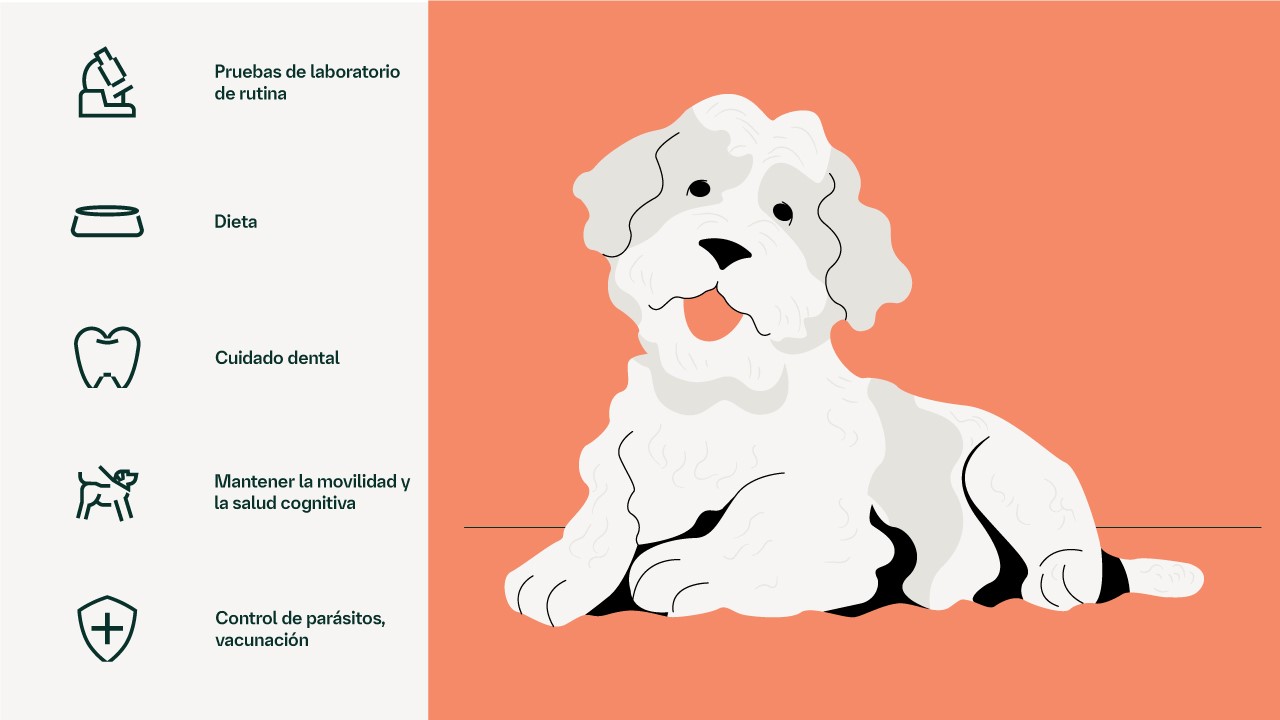 Las distintas etapas de la vida de tu perro. | Boehringer Ingelheim