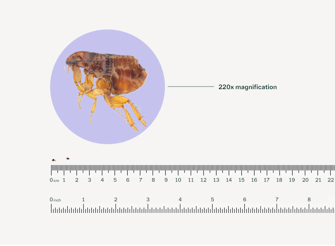 Smart scanners to spot fleas and ticks on your pet