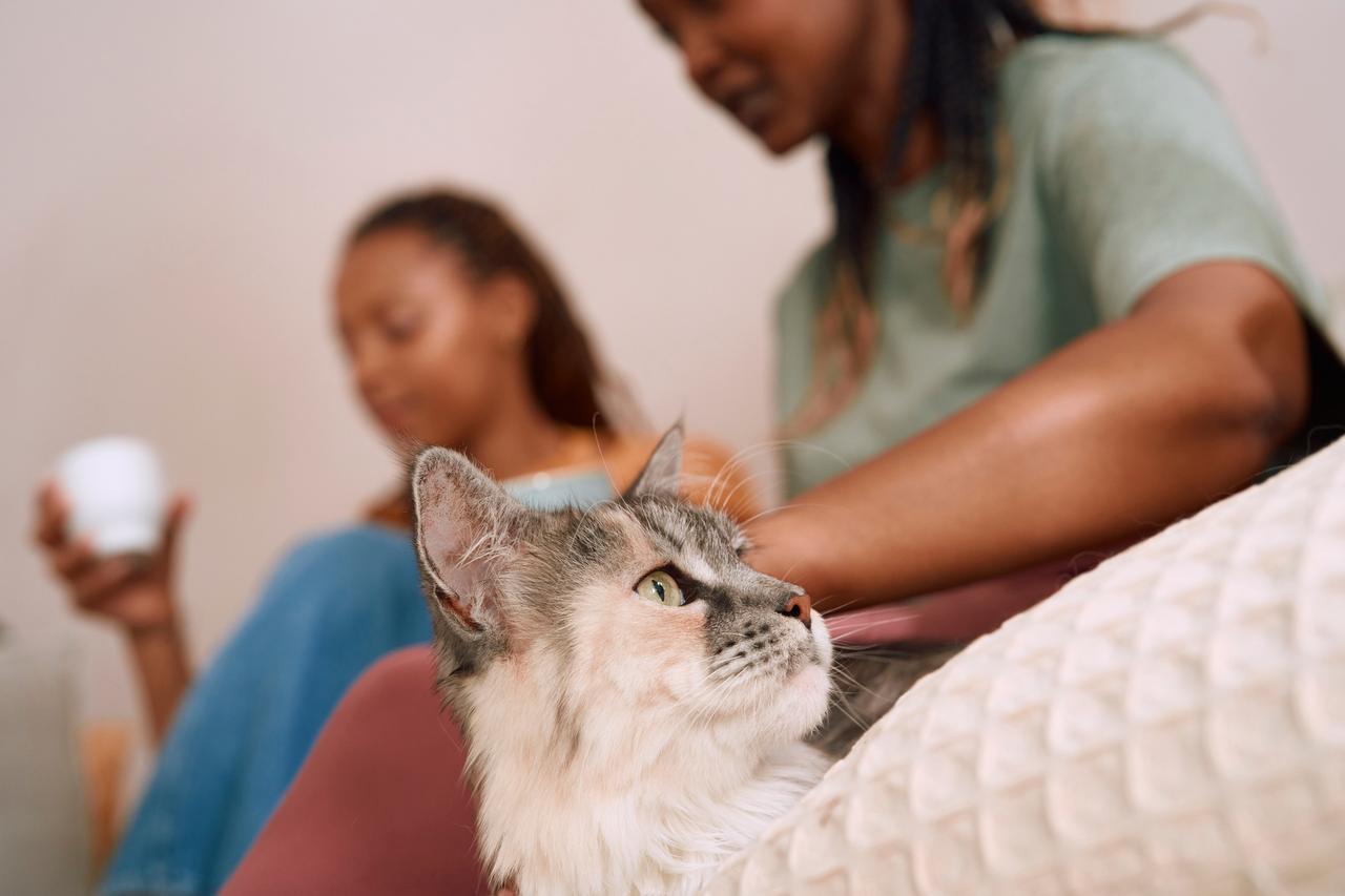 Parasites chez le chat : dites non aux invités indésirables ...