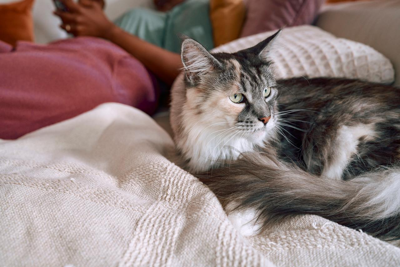 Parasites chez le chat : dites non aux invités indésirables ...