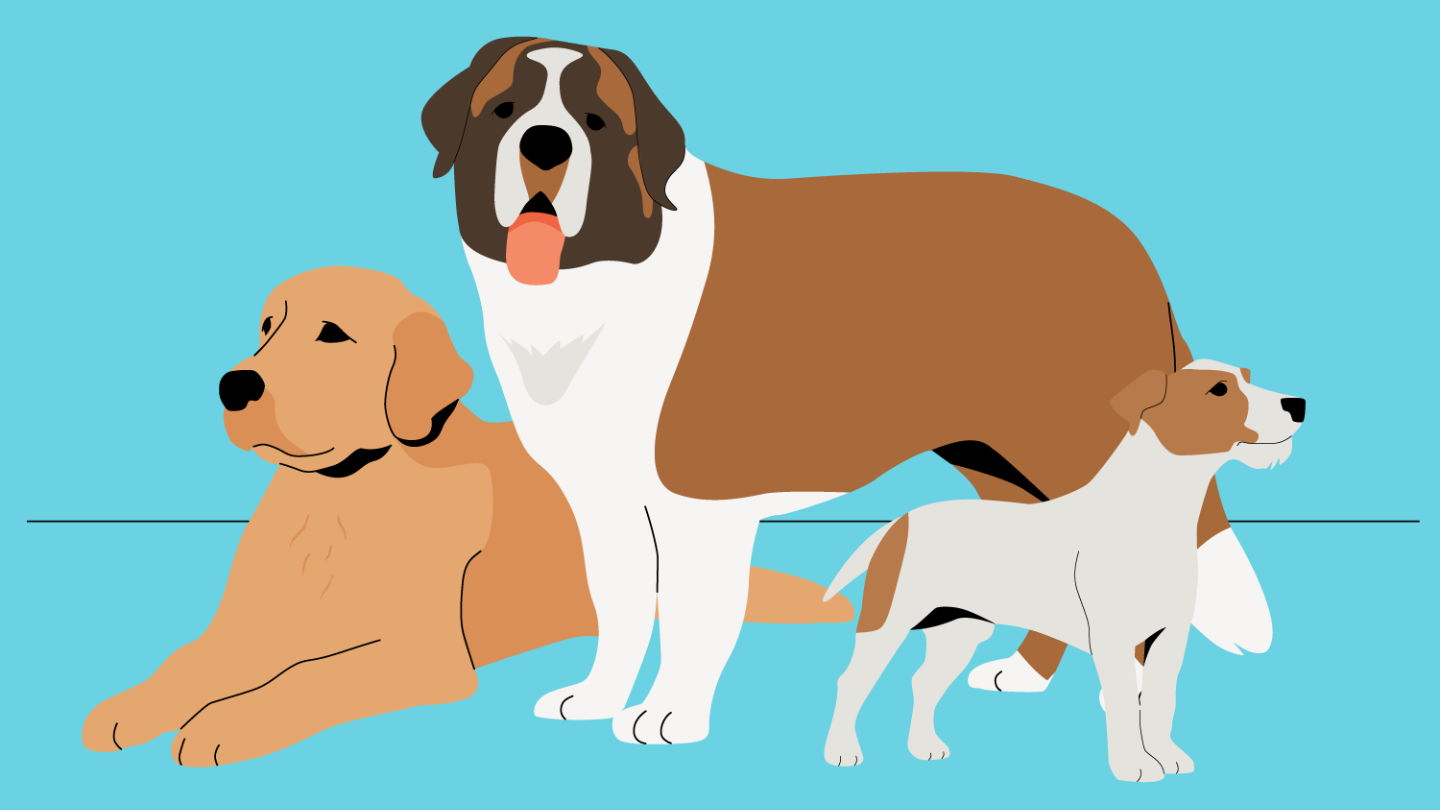 Pets Health Solutions | Boehringer Ingelheim UK