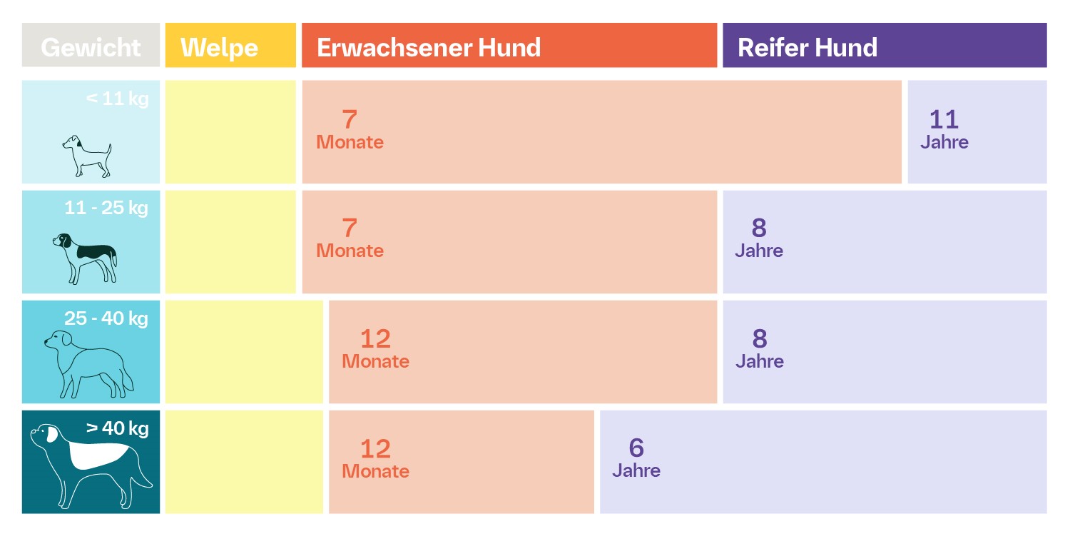 Die Lebensphasen Ihres Hundes | Boehringer Ingelheim AT