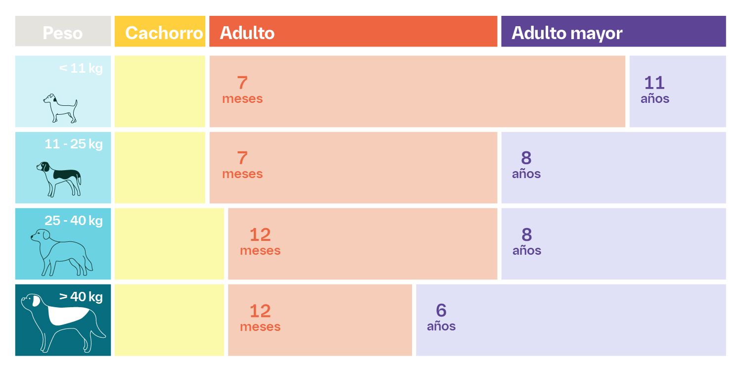 Las etapas de la vida de tu perro: su salud desde cachorro hasta adulto ...