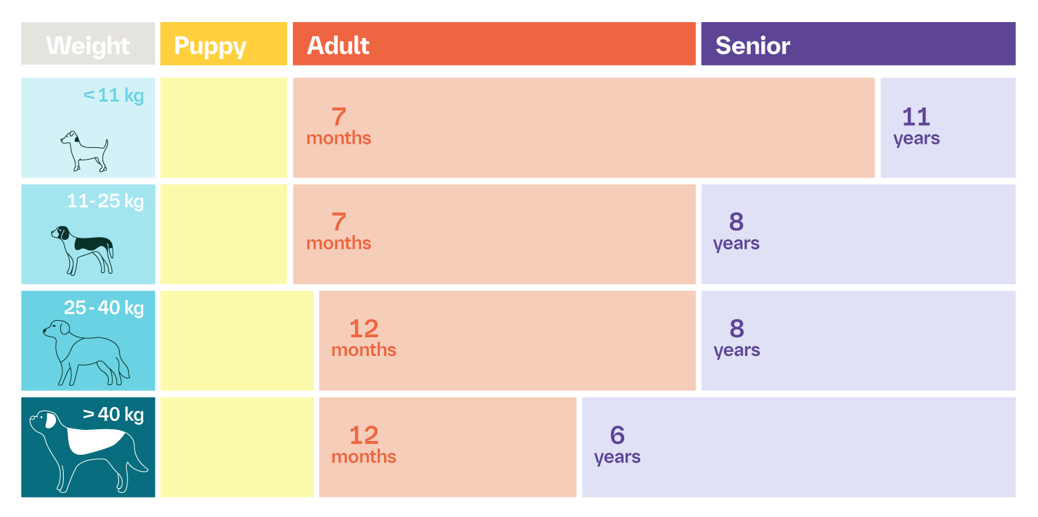 Your dog’s life stages: dog health from puppy to adult and senior ...