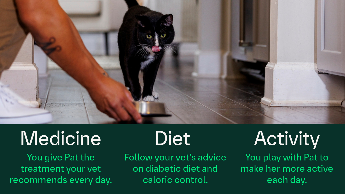 Feline diabetes detect it, treat it and get your life back | Boehringer ...