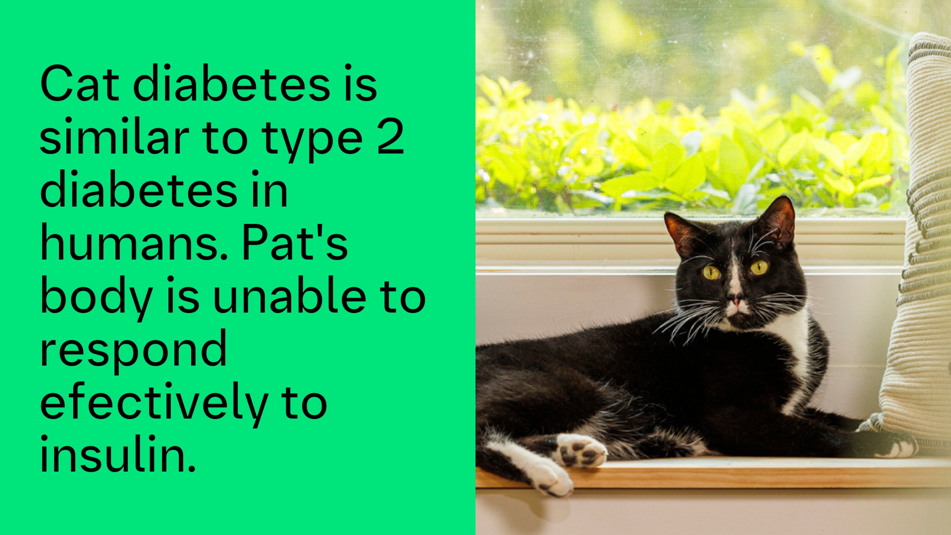 Feline diabetes detect it, treat it and get your life back | Boehringer ...