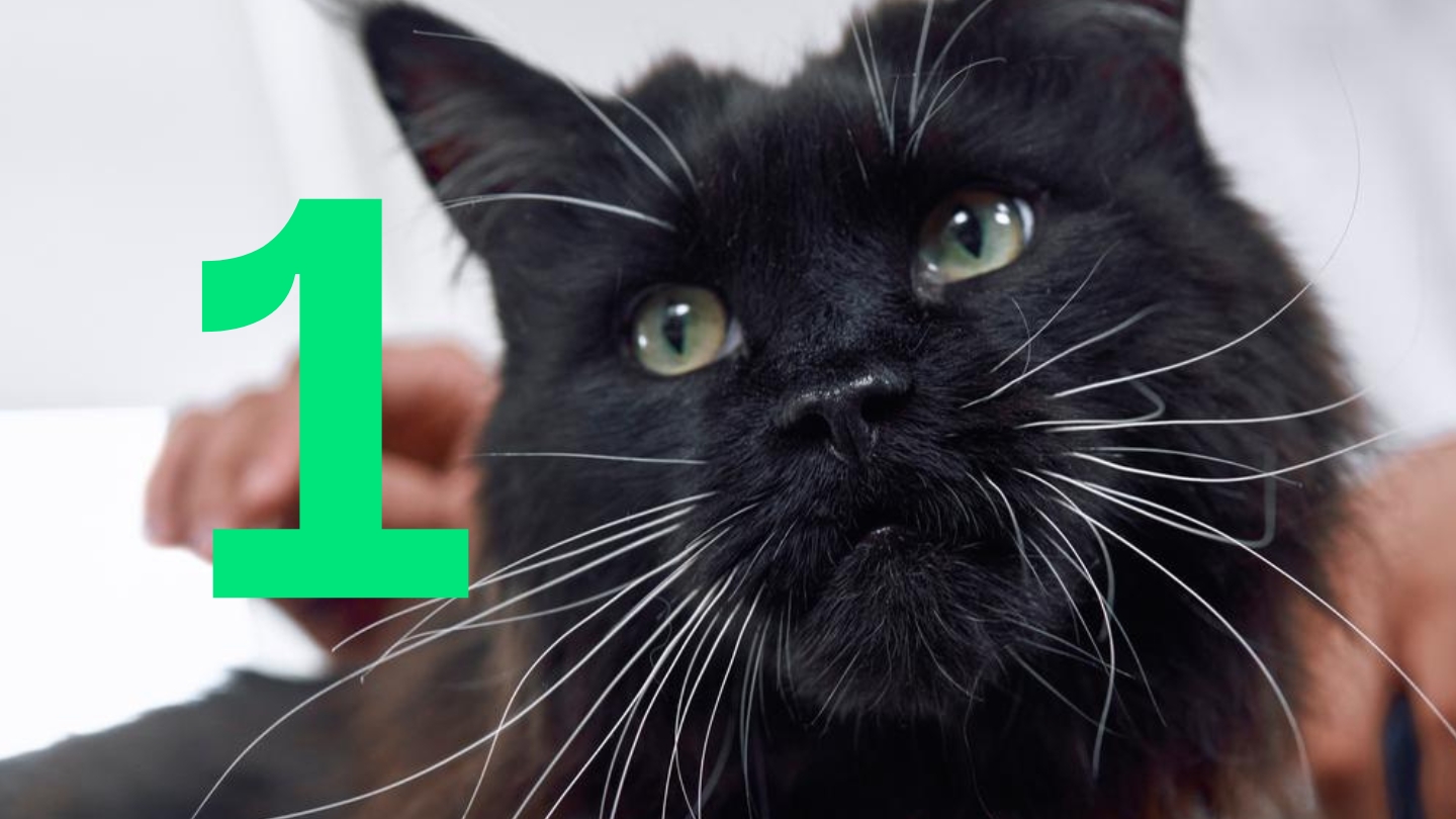 Cat vaccination ten things you should know | Boehringer Ingelheim