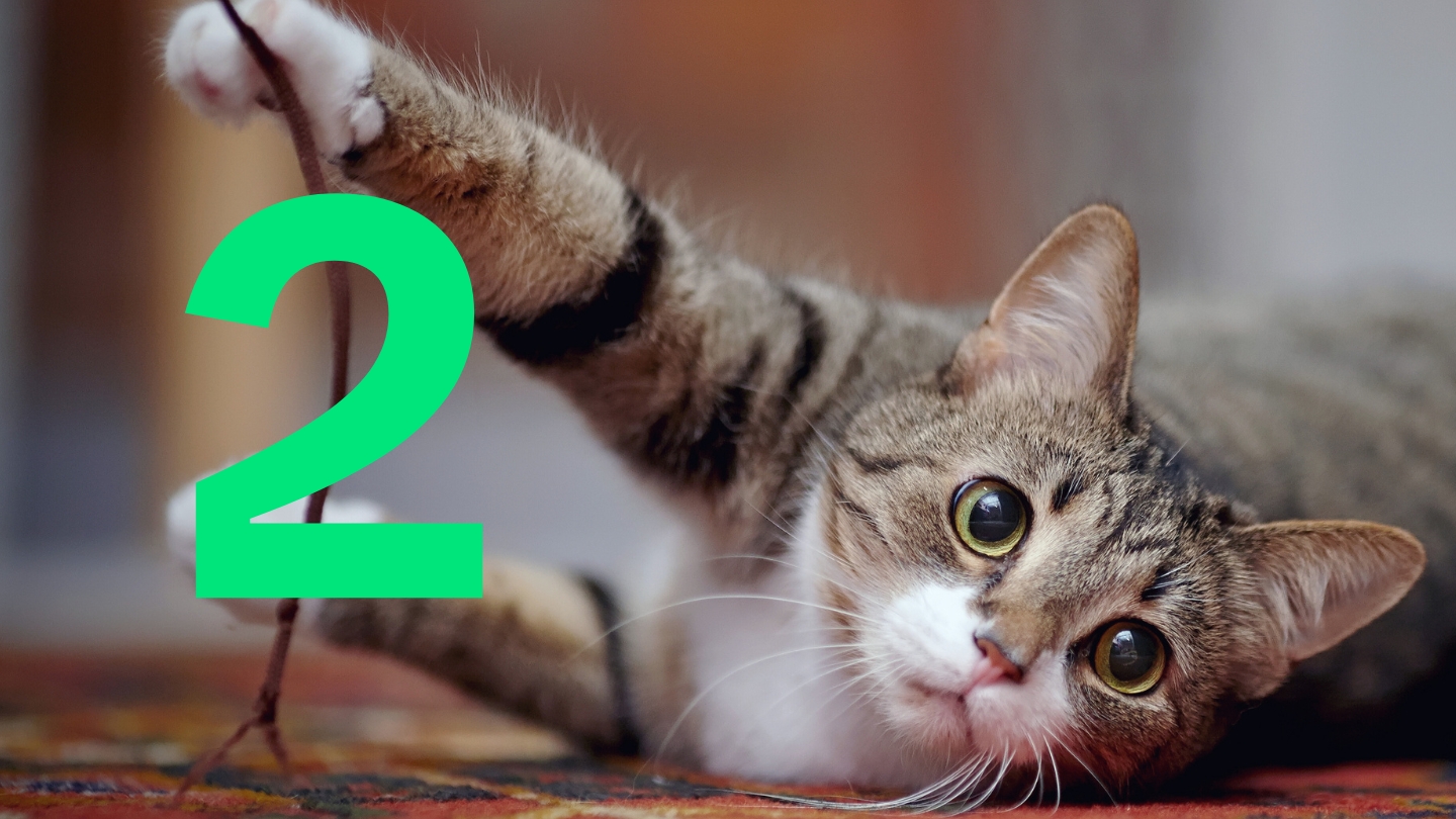 Cat vaccination ten things you should know | Boehringer Ingelheim