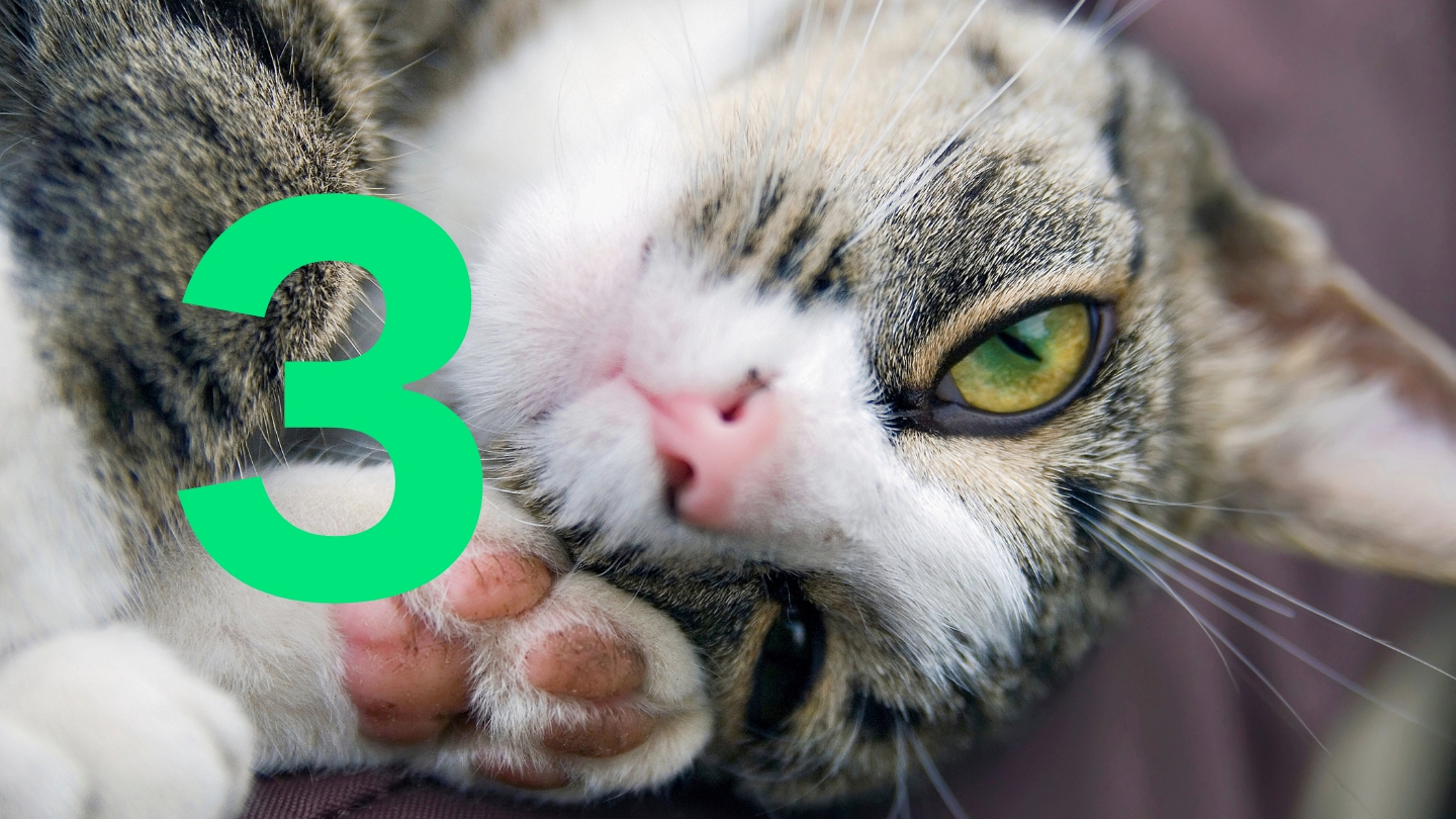 Cat vaccination ten things you should know | Boehringer Ingelheim