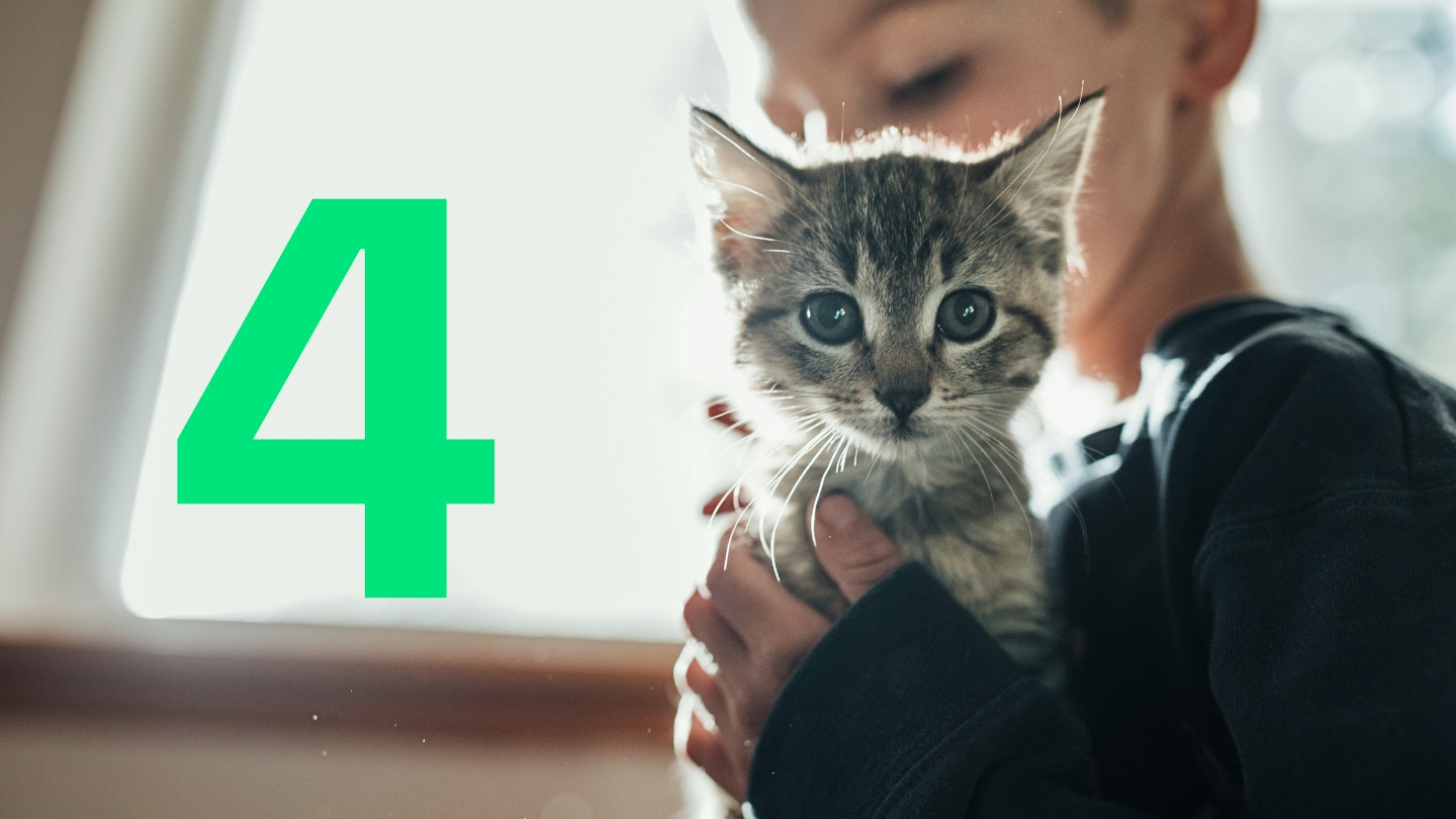 Cat vaccination ten things you should know | Boehringer Ingelheim