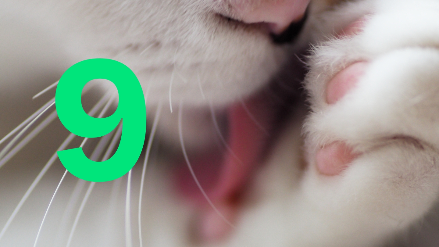 Cat vaccination ten things you should know | Boehringer Ingelheim