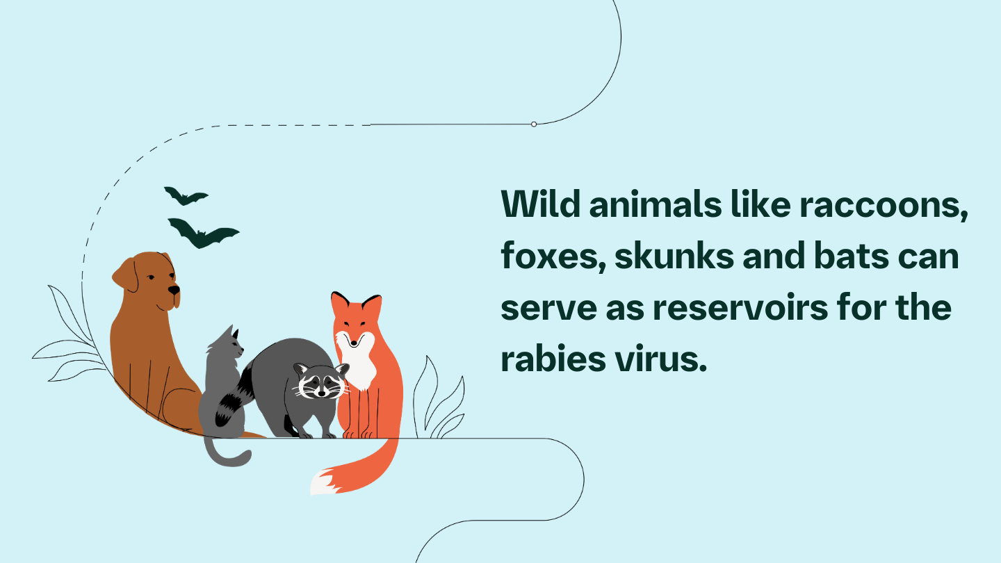 Information & Facts on Rabies | Boehringer Ingelheim
