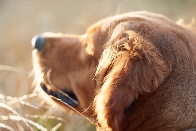 Boehringer acquires Saiba Animal Health | Boehringer Ingelheim