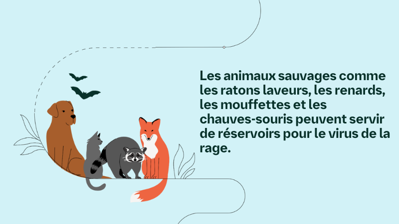10 choses à savoir sur la rage | Boehringer Ingelheim FR
