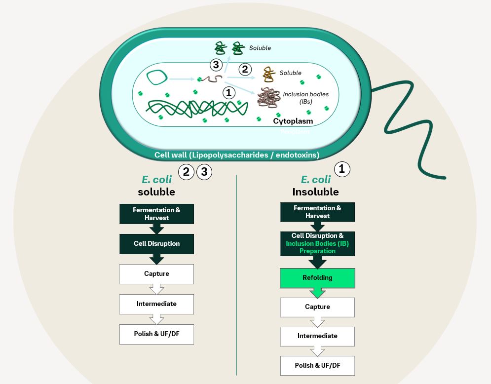 Refolding of Inclusion Bodies | Boehringer Ingelheim