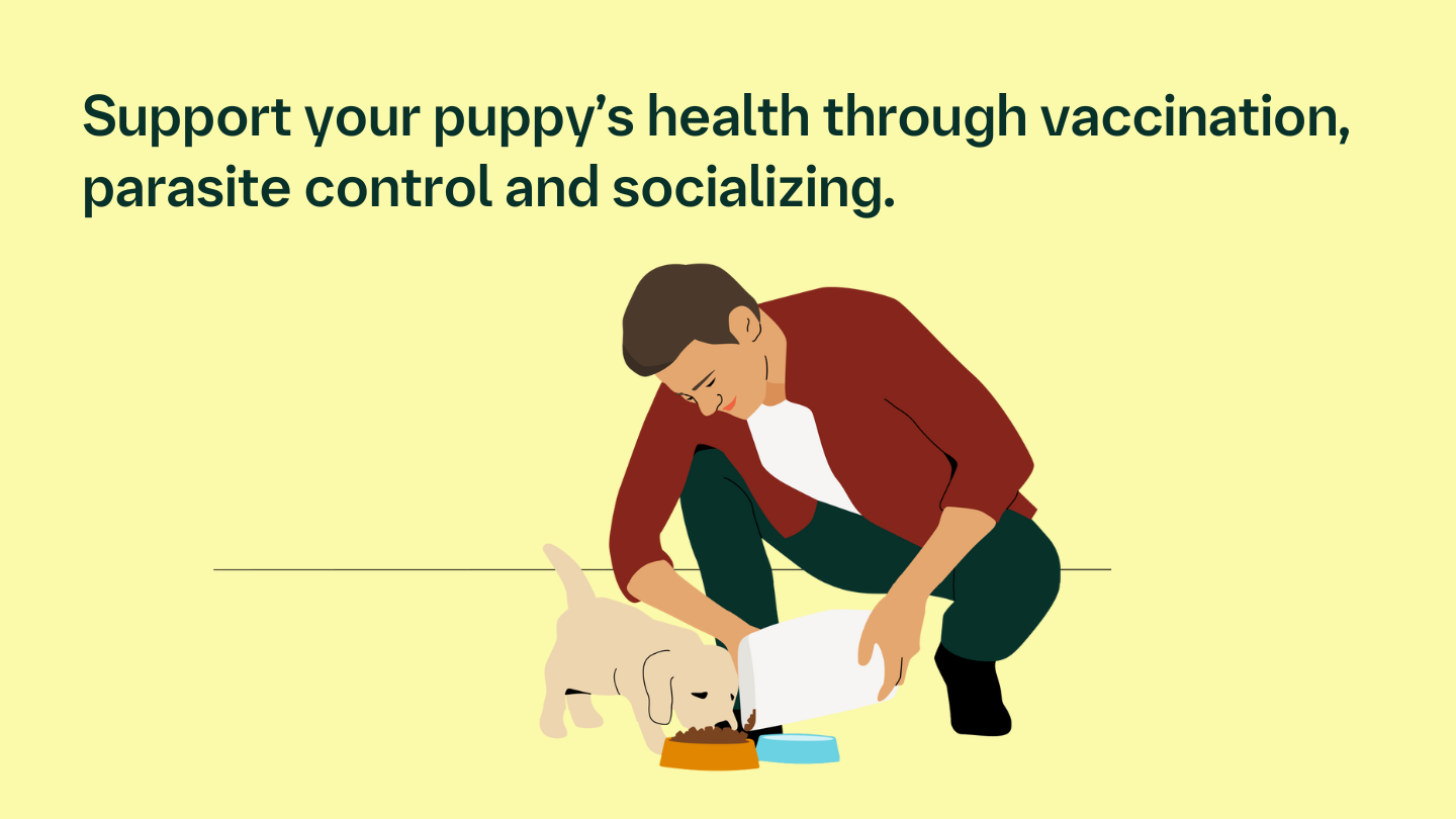 A dog's life stages of health from puppy to adult and senior ...