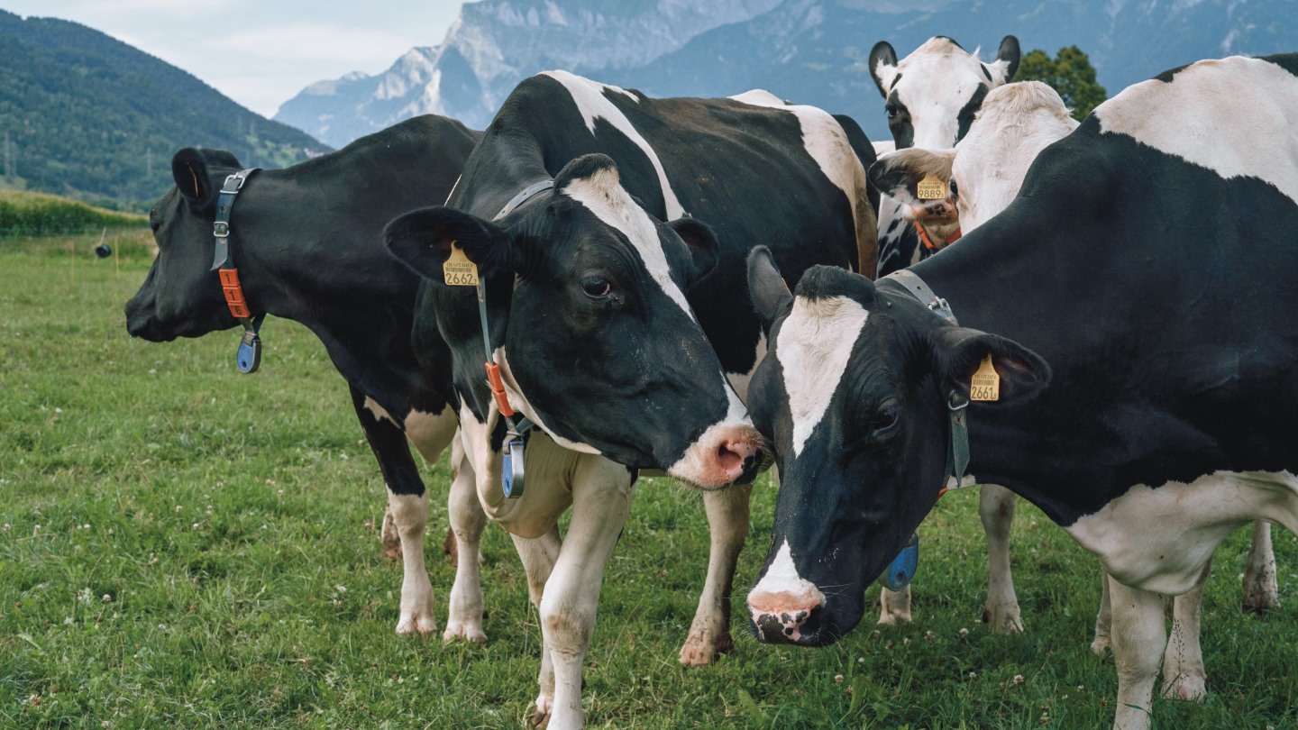 Biosecurity in swine: PRRS and ASF | Boehringer Ingelheim