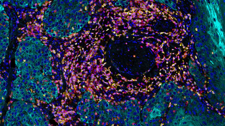 Oncology Translational Science | Boehringer Ingelheim AT