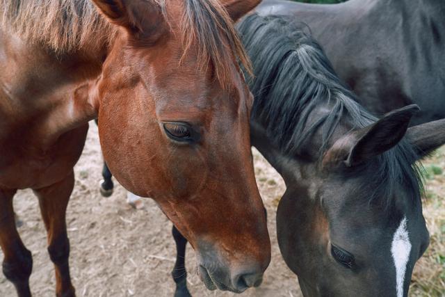 Animal Health Innovation | Boehringer Ingelheim