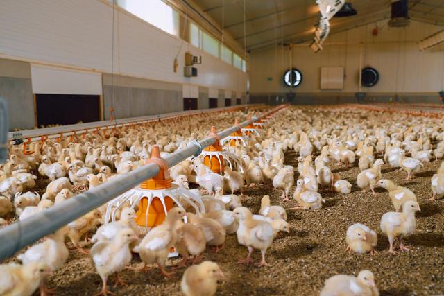 Animal Health Innovation | Boehringer Ingelheim