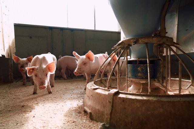 Animal Health Innovation | Boehringer Ingelheim