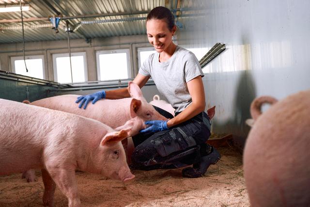 Fighting Foot and Mouth Disease | Boehringer Ingelheim