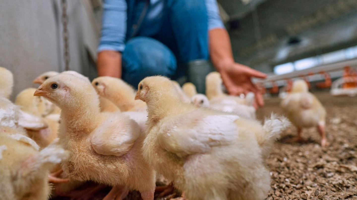 Why prevention and vaccination in animal health matter | Boehringer ...